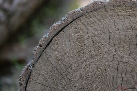 Important Facts about Indonesia Legal Wood - PintuDoor