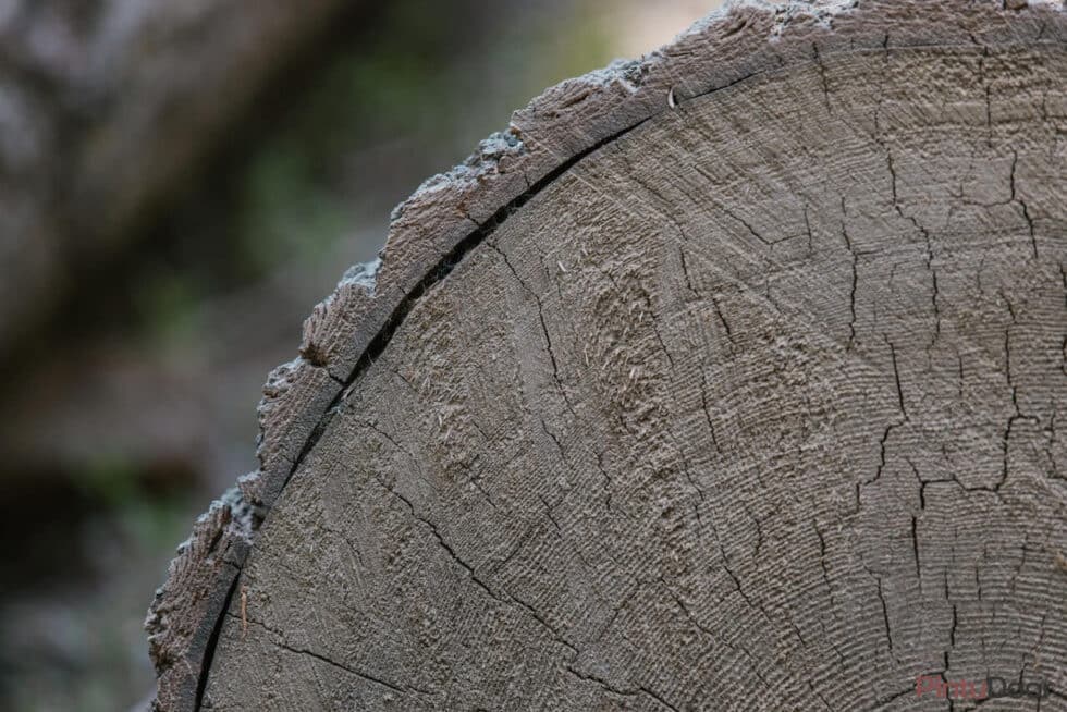 Important Facts about Indonesia Legal Wood - PintuDoor